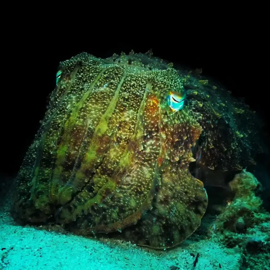 The Ultimate Guide to Cuttlefish in Pattaya and Samae San Dive Sites ...