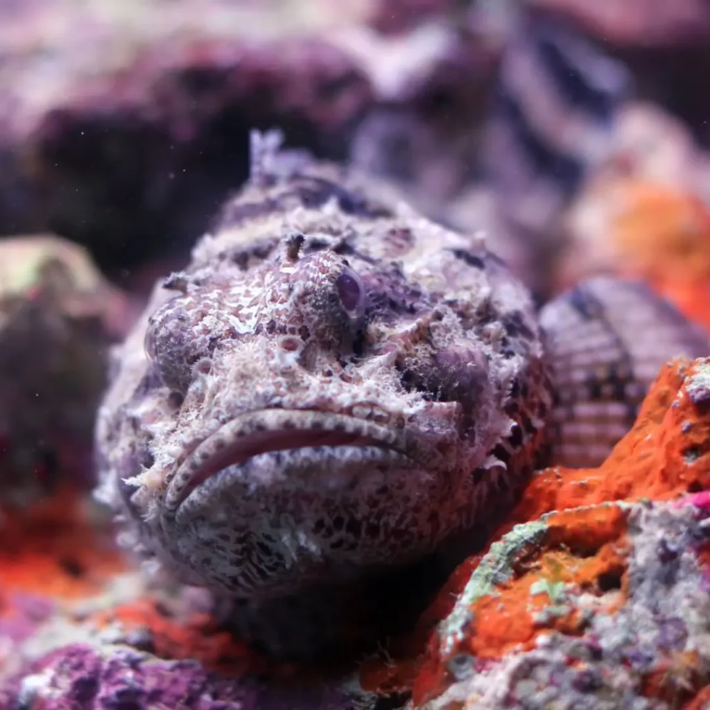 Ultimate Guide to Shark Fin Rock Dive Site - No Limit Dive