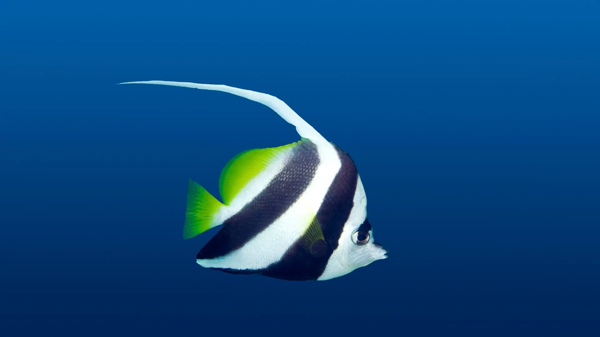 The Ultimate Guide to Banner fish in Pattaya and Samae San Dive Sites ...