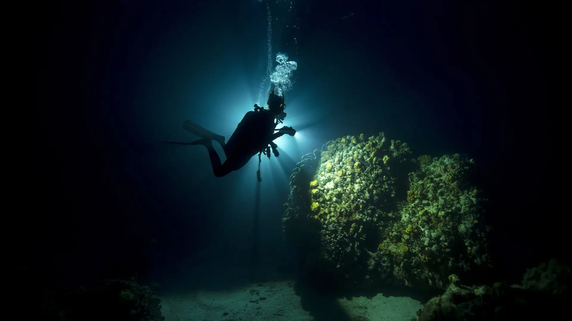 The Ultimate Guide to PADI Night Diver Specialty Course - No Limit Dive